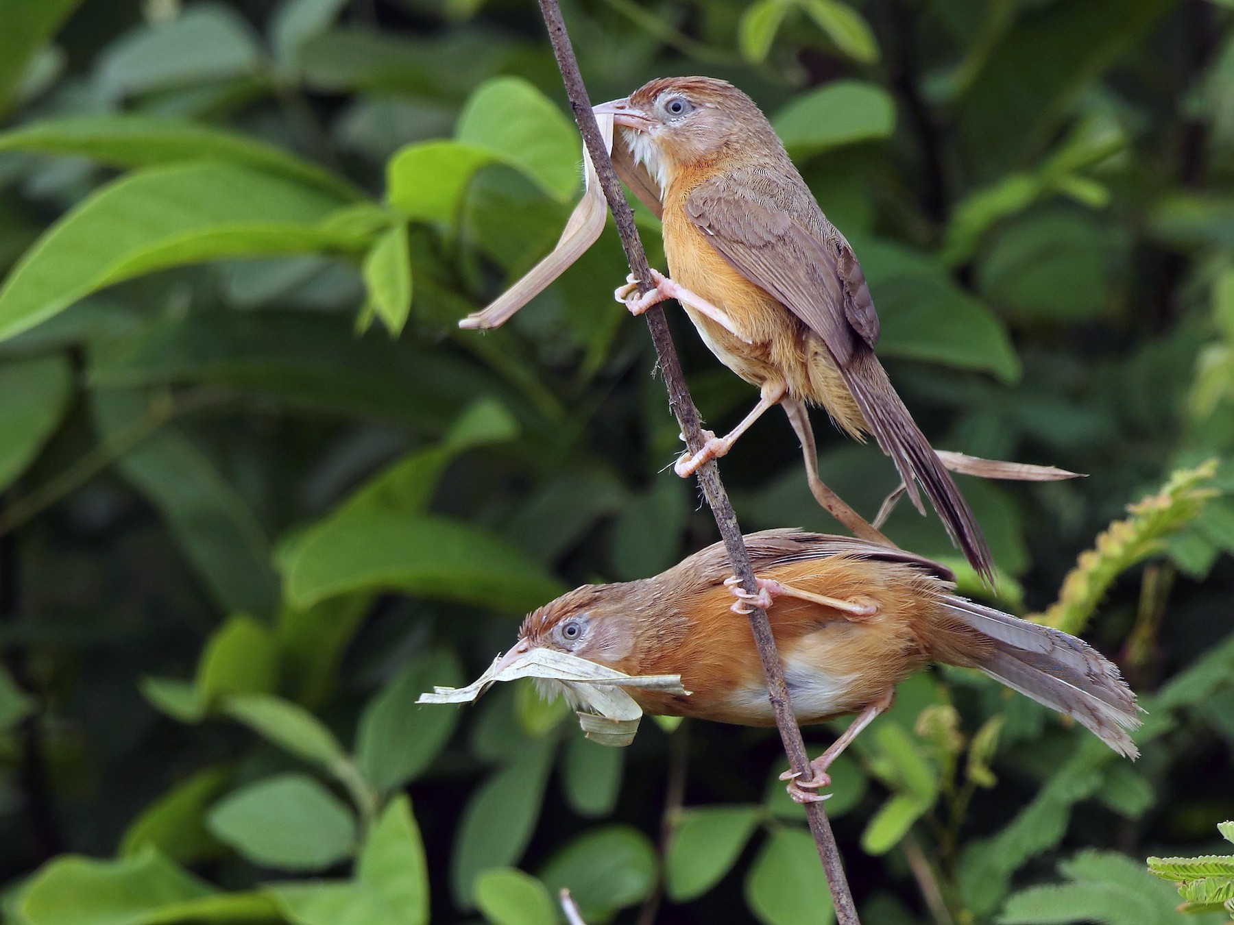 Tawny-bellied Babbler - eBird