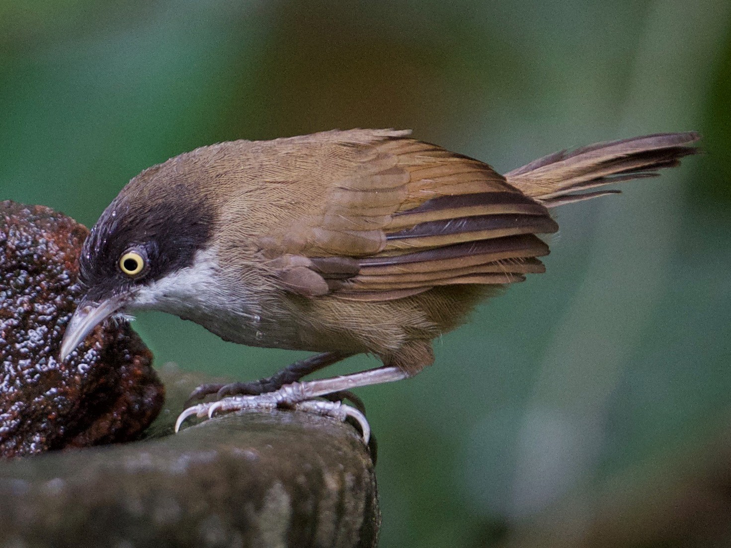 Dark-fronted Babbler - eBird