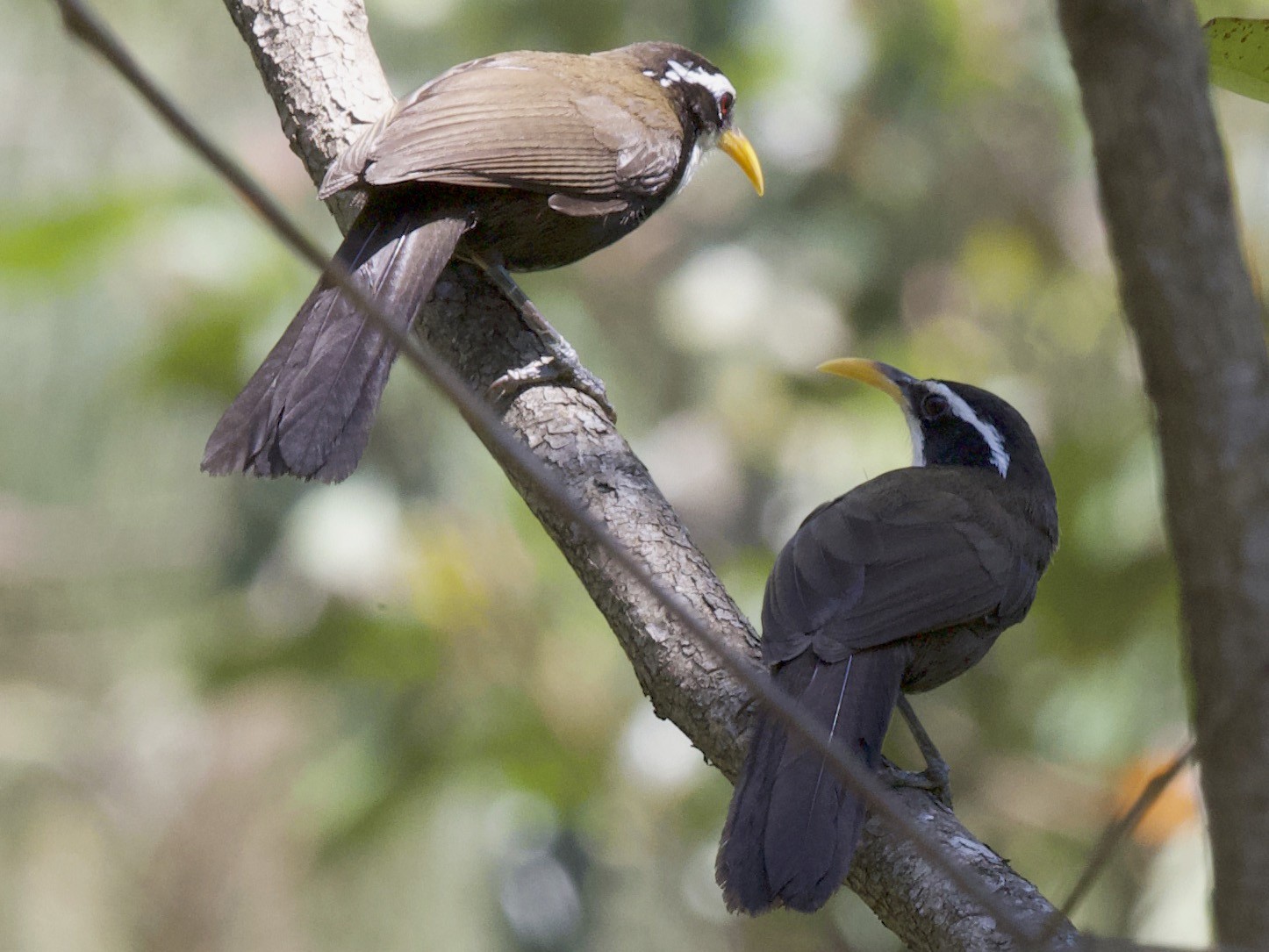Indian Scimitar-Babbler - eBird