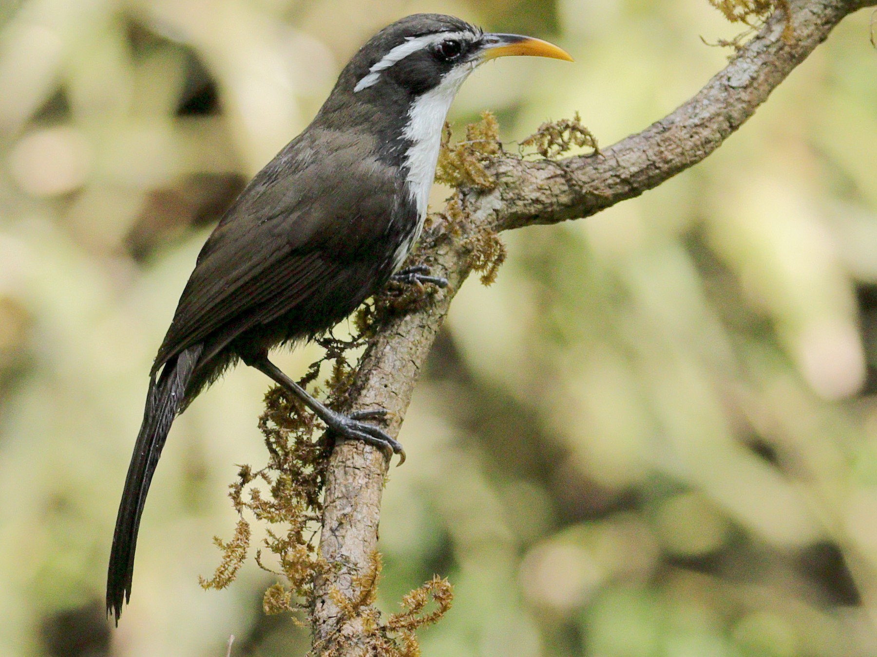 Indian Scimitar-Babbler - eBird