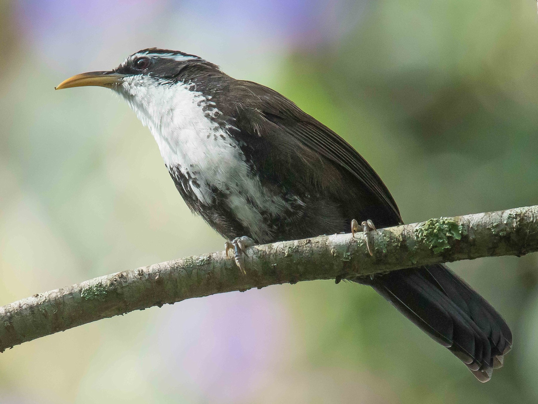 Indian Scimitar-Babbler - eBird
