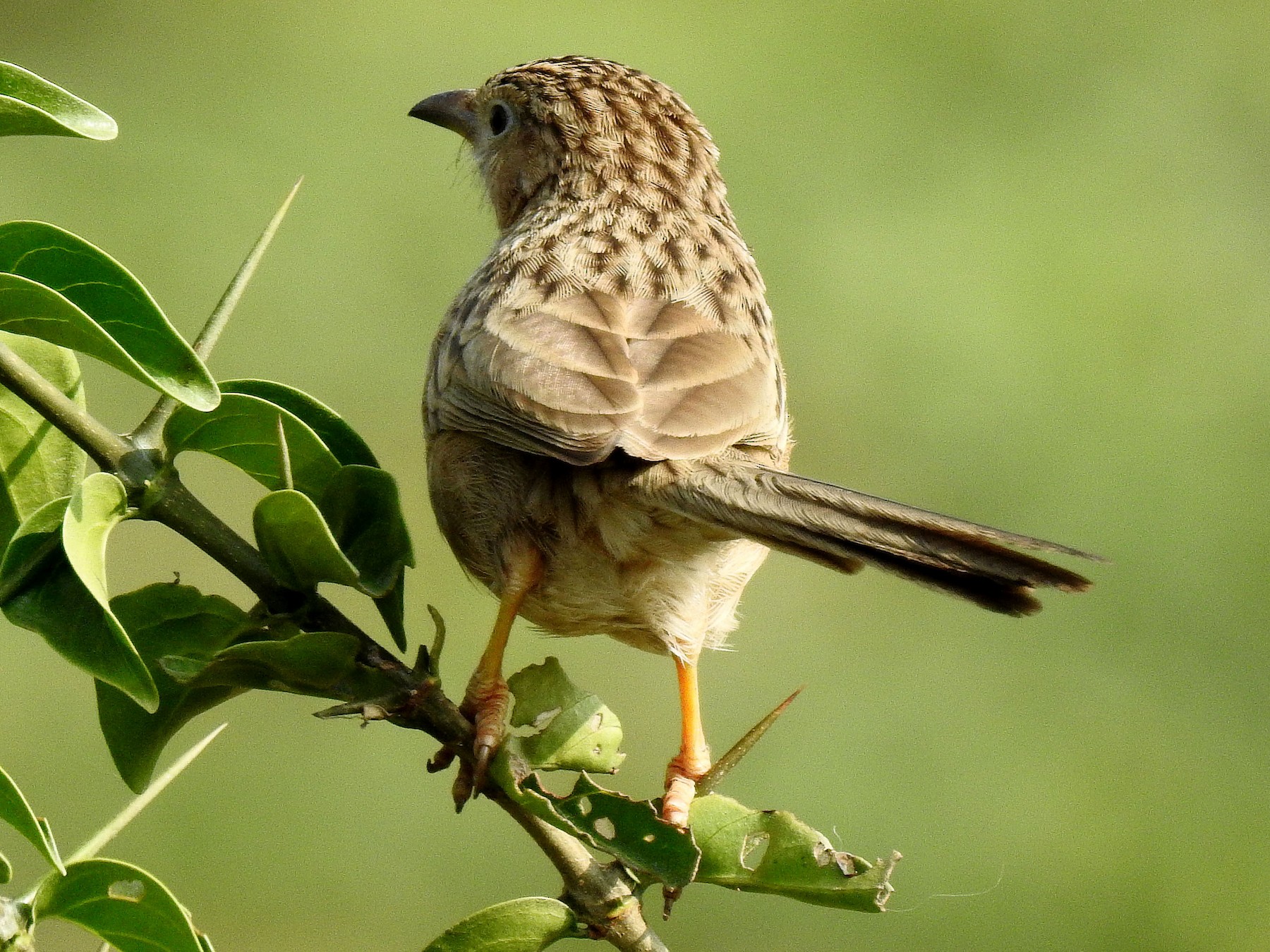 Common Babbler - eBird