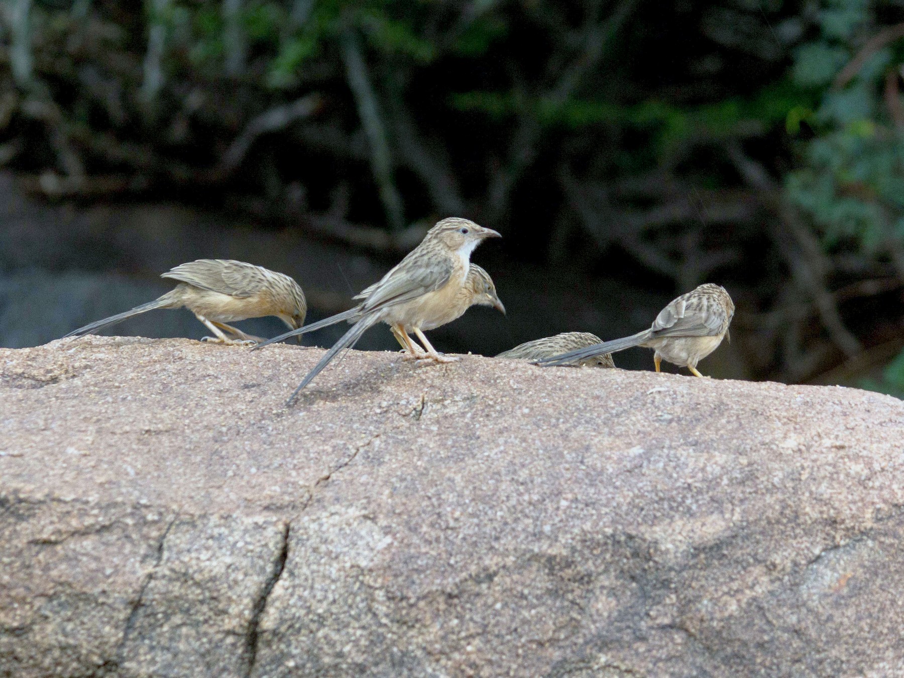 Common Babbler - eBird