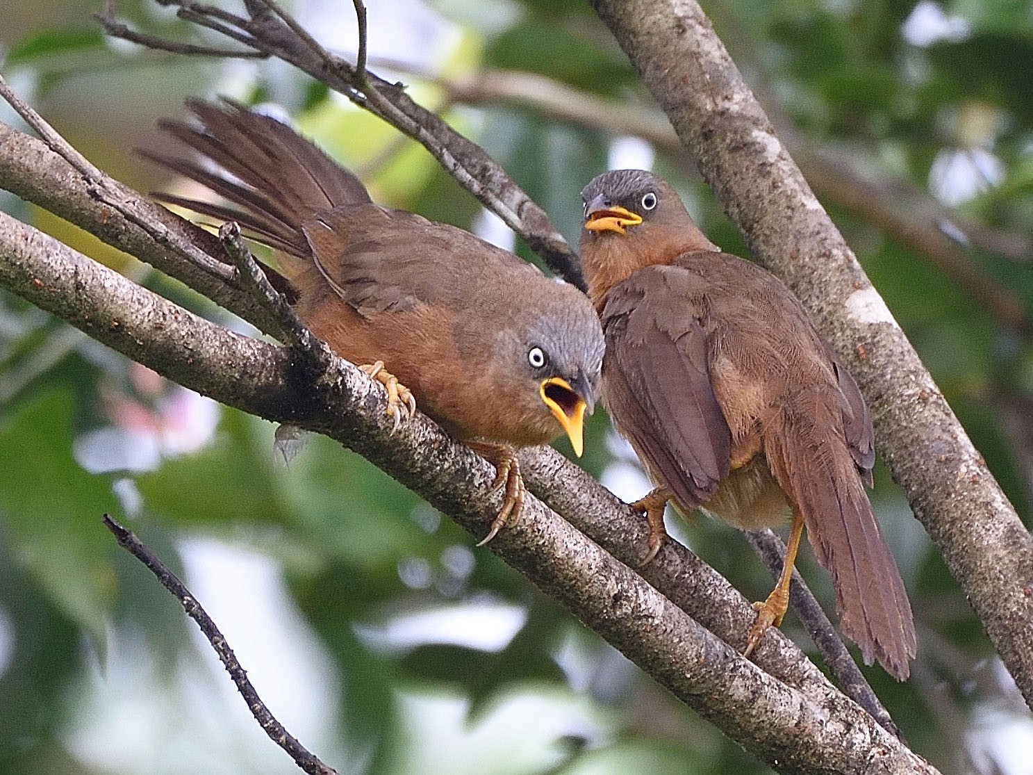 Rufous Babbler - eBird