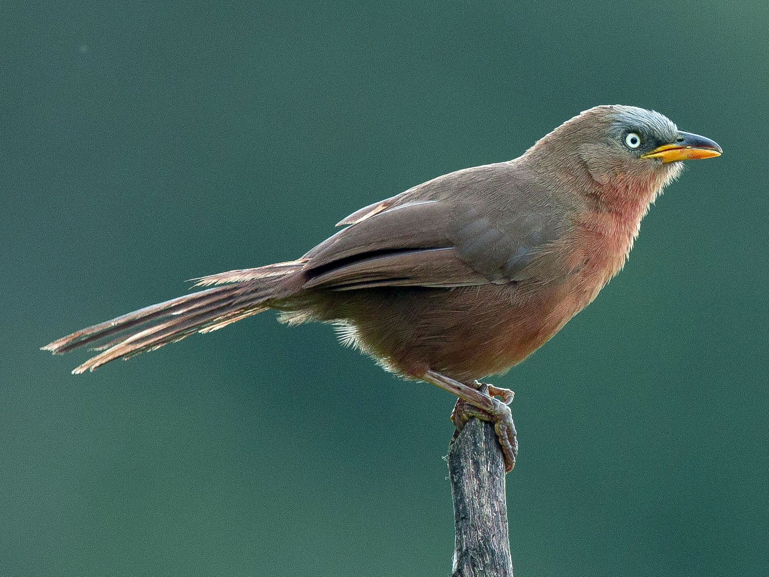 Rufous Babbler - eBird