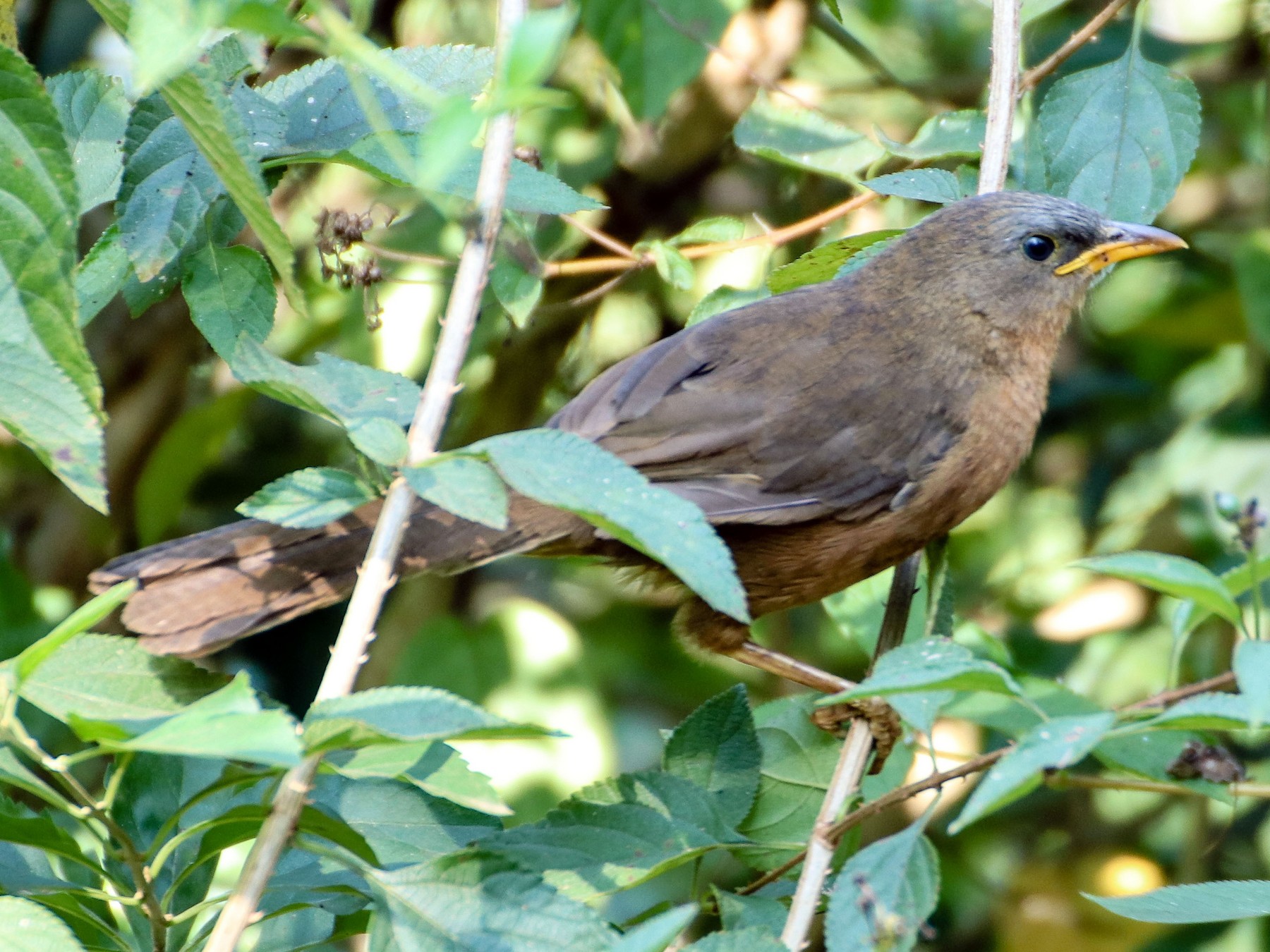 Rufous Babbler - eBird
