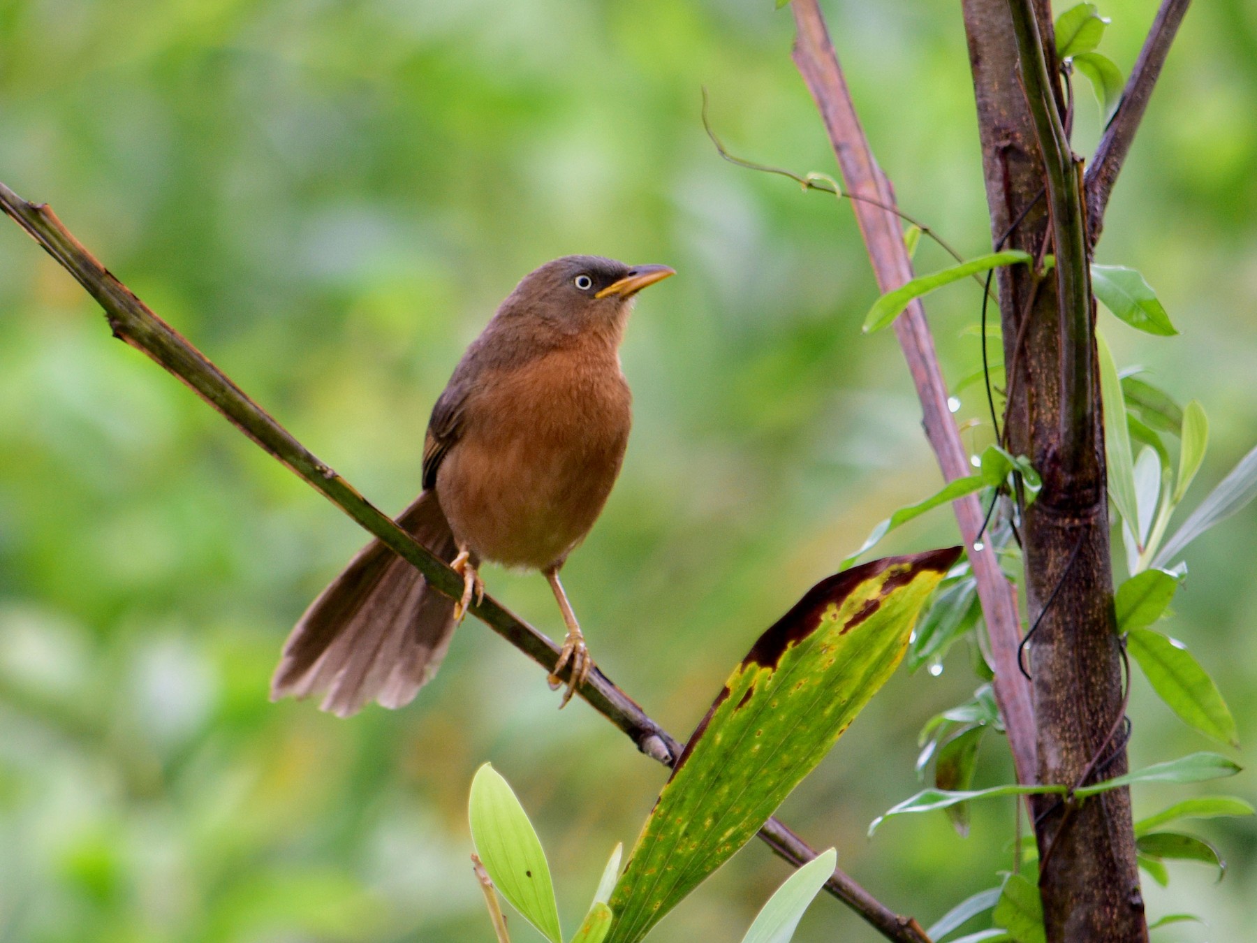 Rufous Babbler - eBird