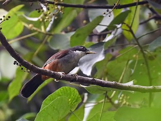 Wayanad Laughingthrush - eBird