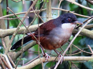 Wayanad Laughingthrush - Pterorhinus delesserti - Birds of the World