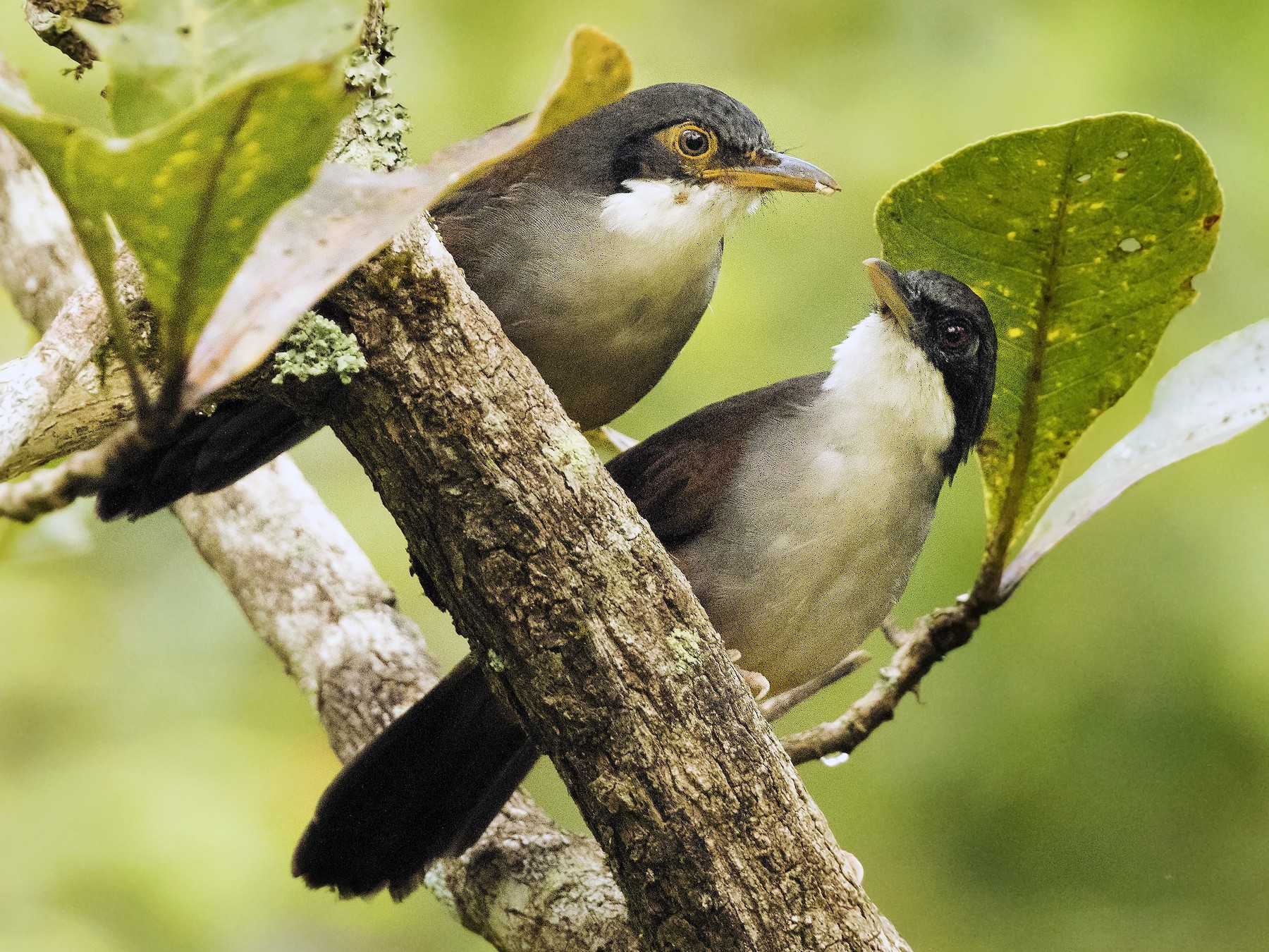 Wayanad Laughingthrush - eBird