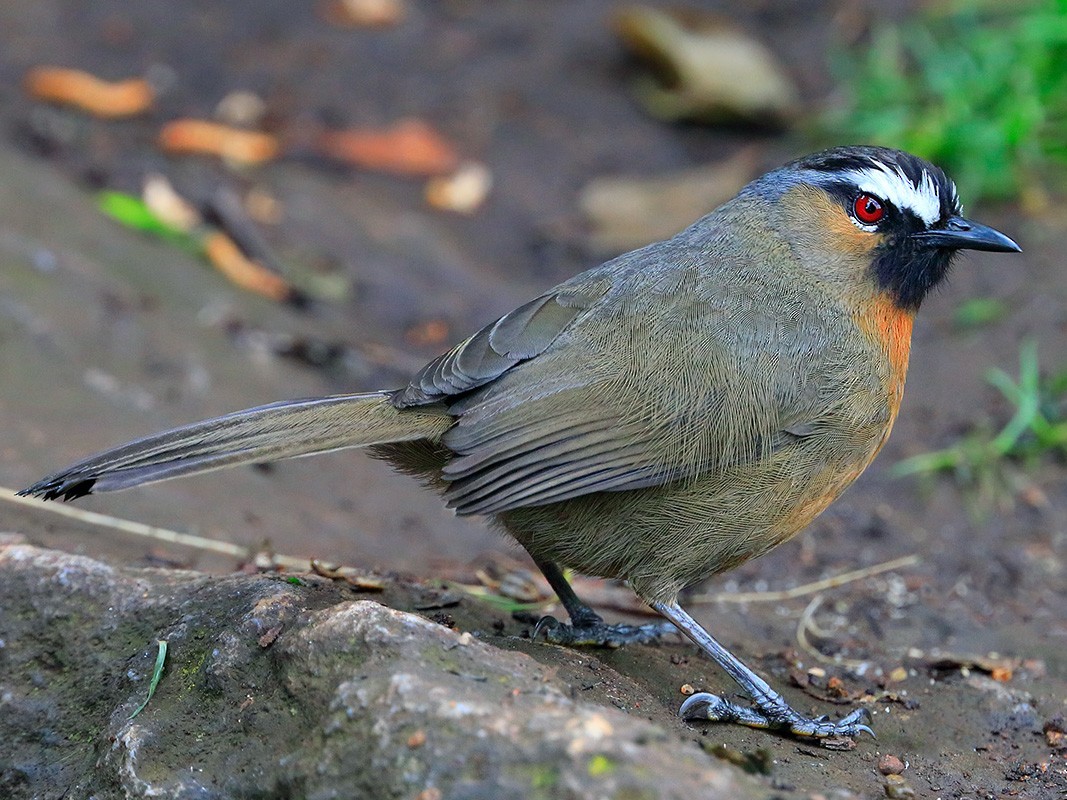Nilgiri Laughingthrush - Montecincla cachinnans - Birds of the World
