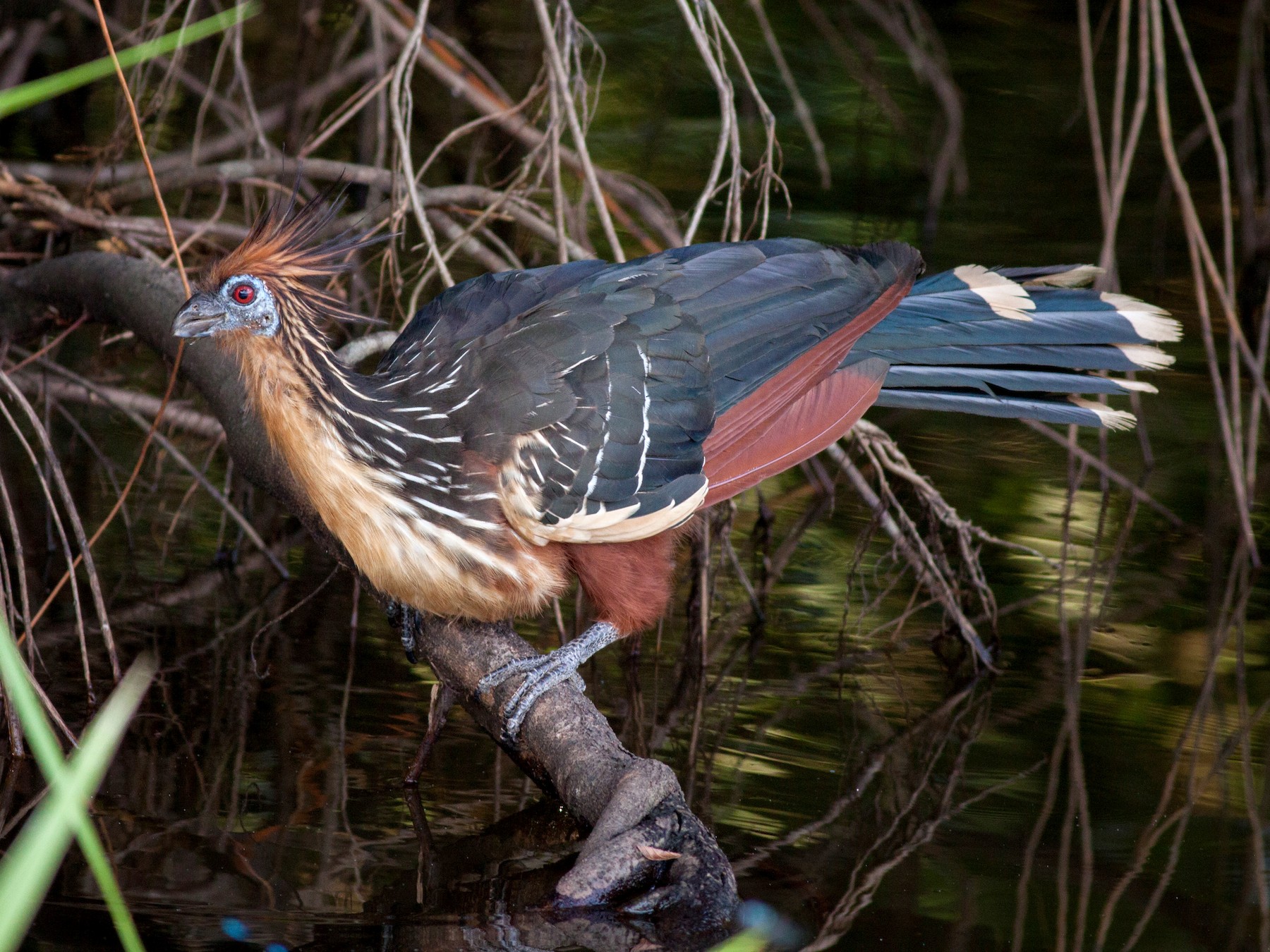 Hoatzin - eBird