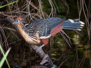 Hoatzin - eBird