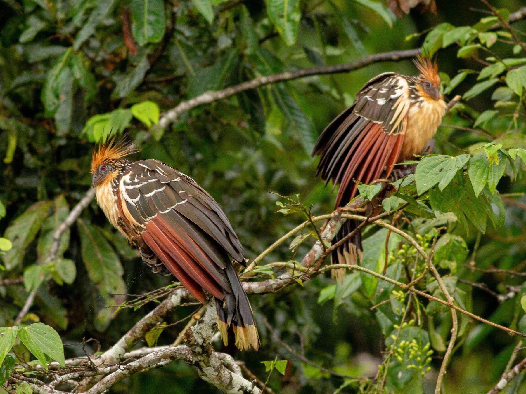 Hoatzin - eBird