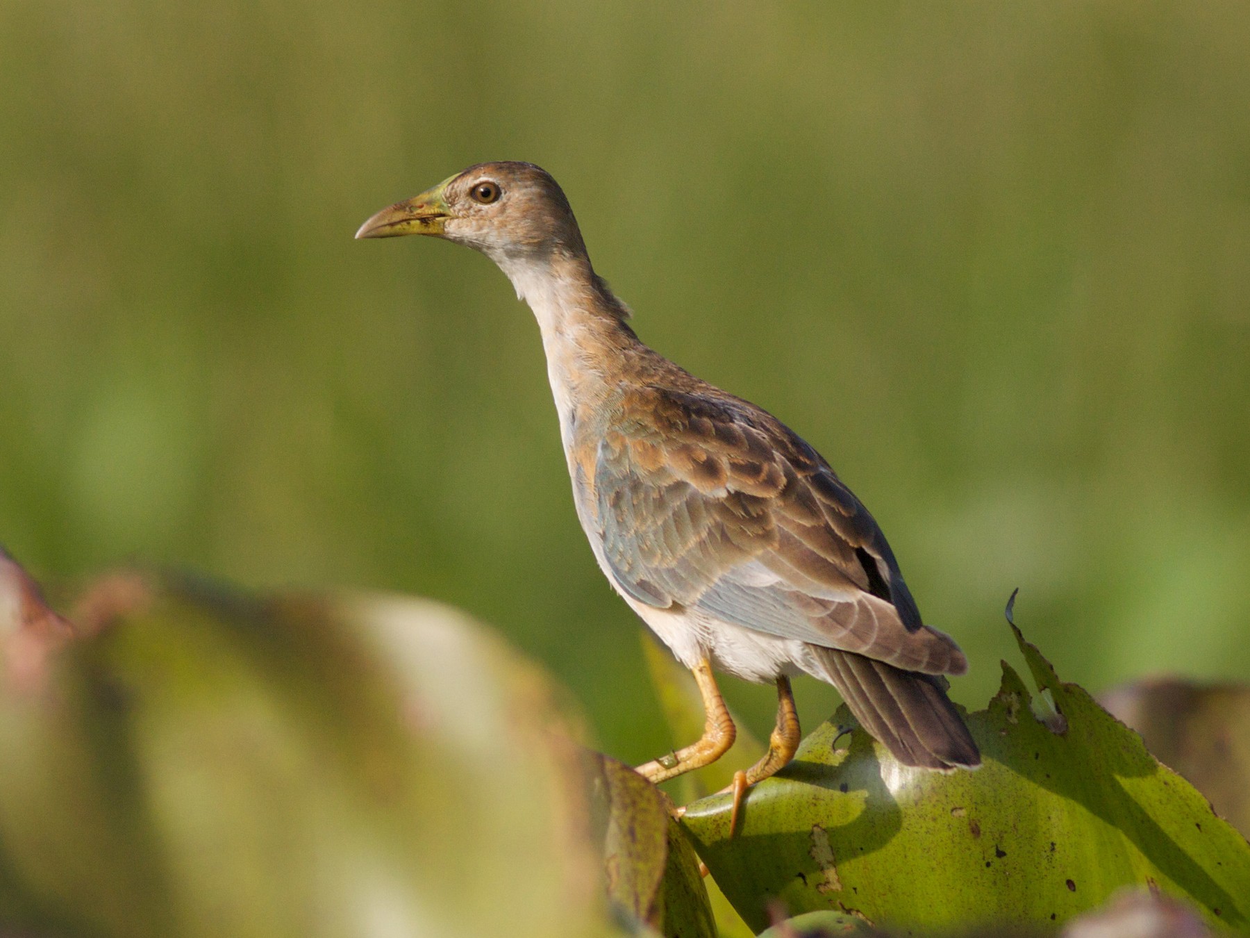 Azure Gallinule - eBird