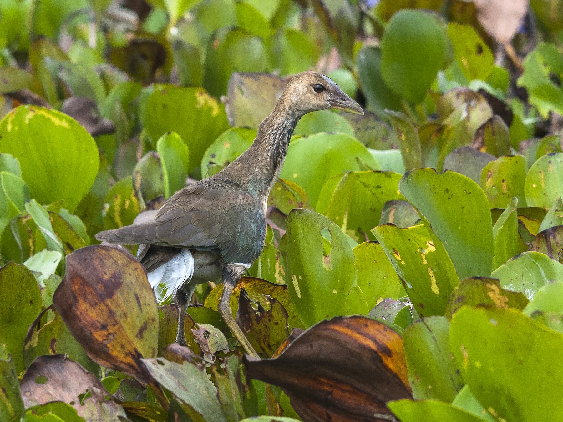 Azure Gallinule - eBird