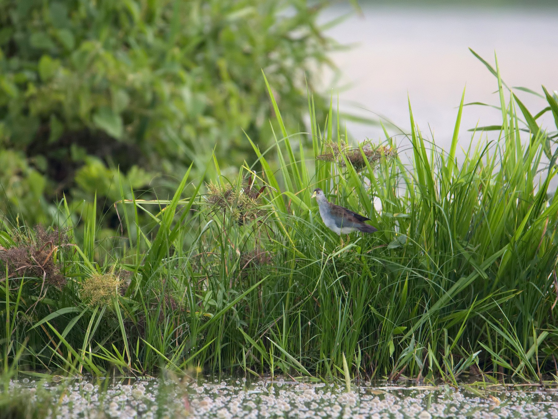 Azure Gallinule - eBird