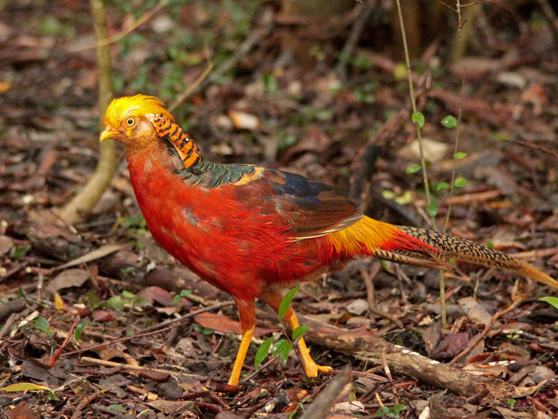 Red Golden Pheasant