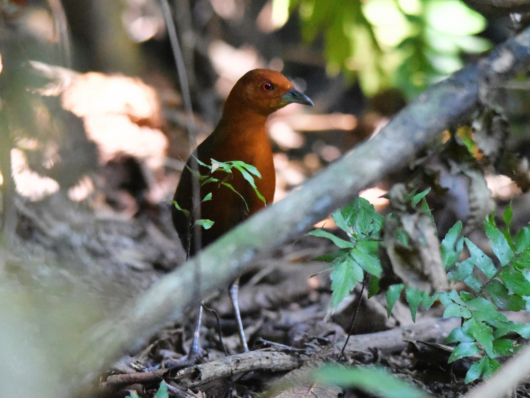 Chestnut-headed Crake - eBird