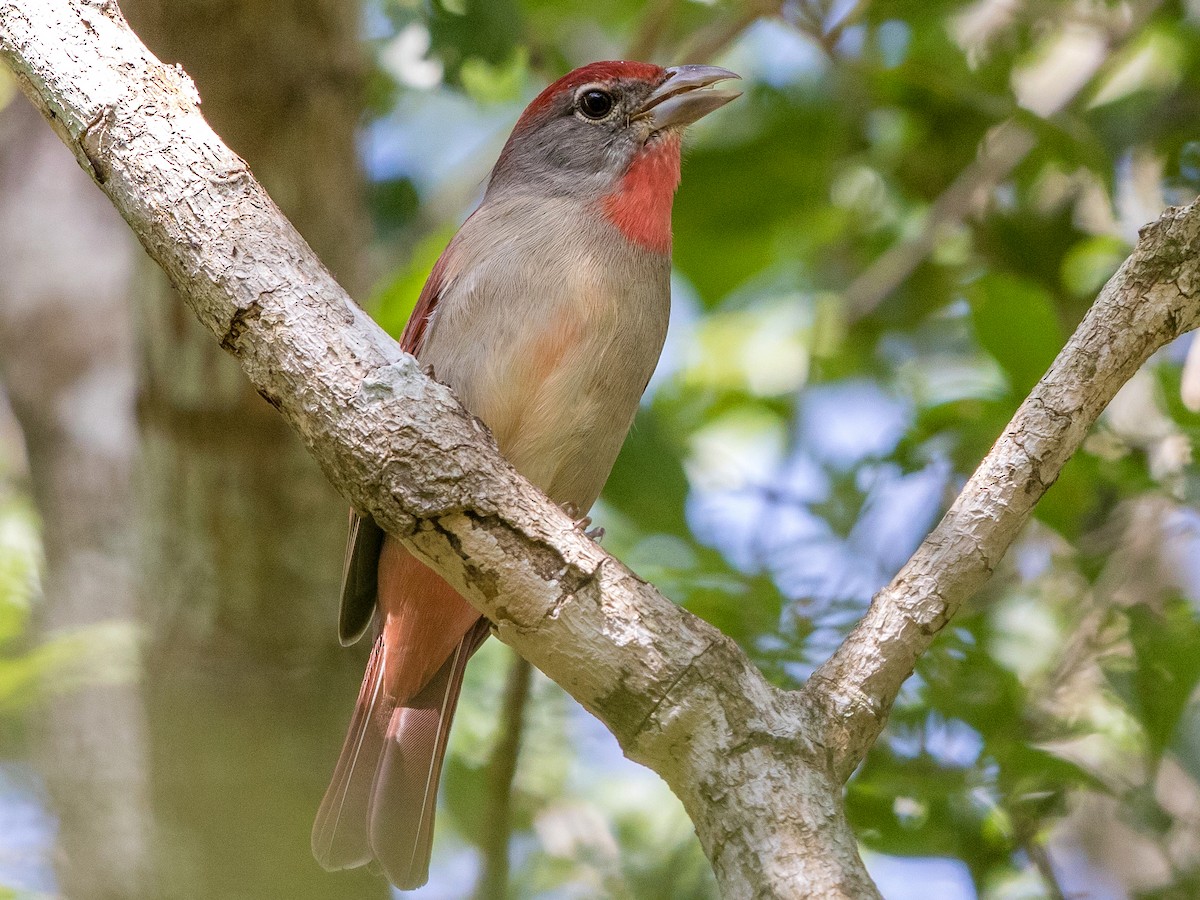 Rose-throated Tanager - Piranga roseogularis - Birds of the World