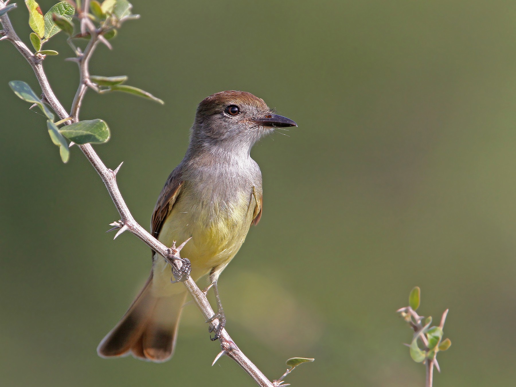 Yucatan Flycatcher - eBird