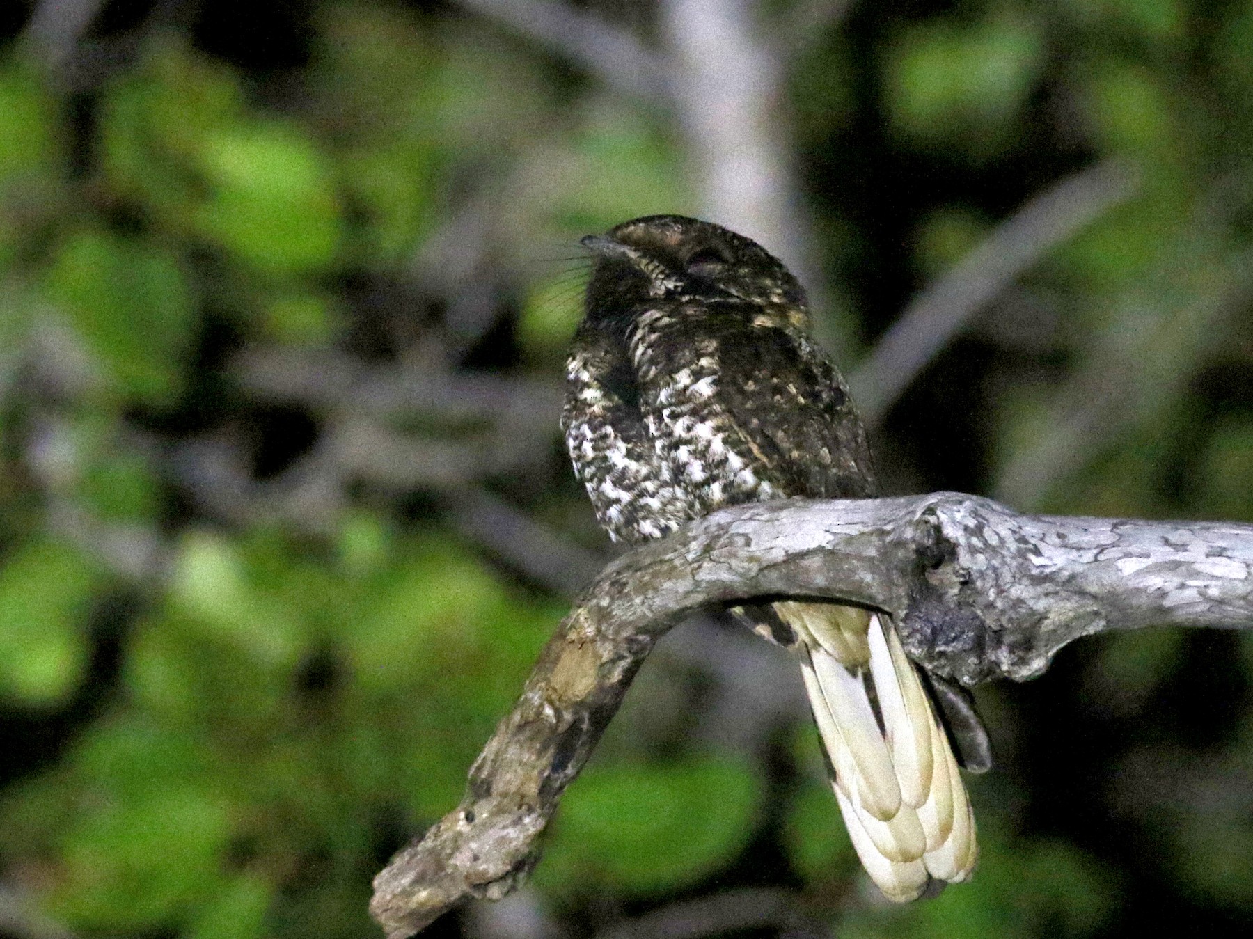 Yucatan Nightjar - eBird