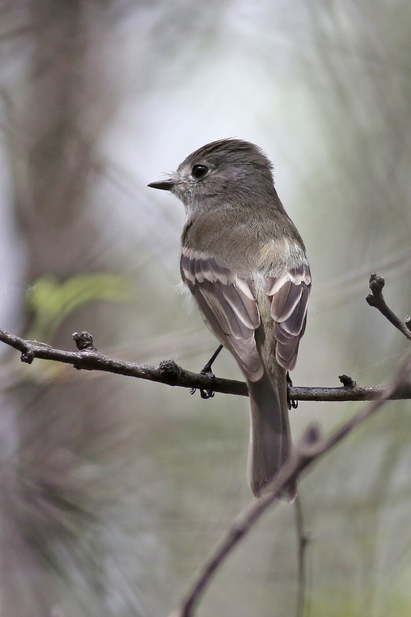 ML150606801 Hammond's/Dusky Flycatcher Macaulay Library