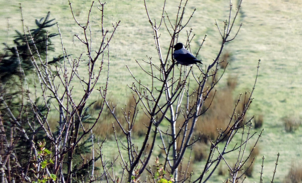 eBird Checklist - 13 Apr 2019 - Duirinish, Skye - 10 species