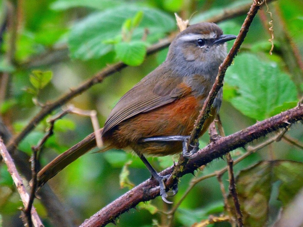 Palani Laughingthrush - eBird