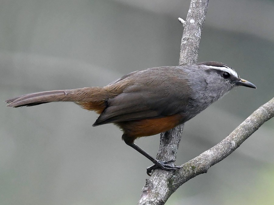 Palani Laughingthrush - eBird