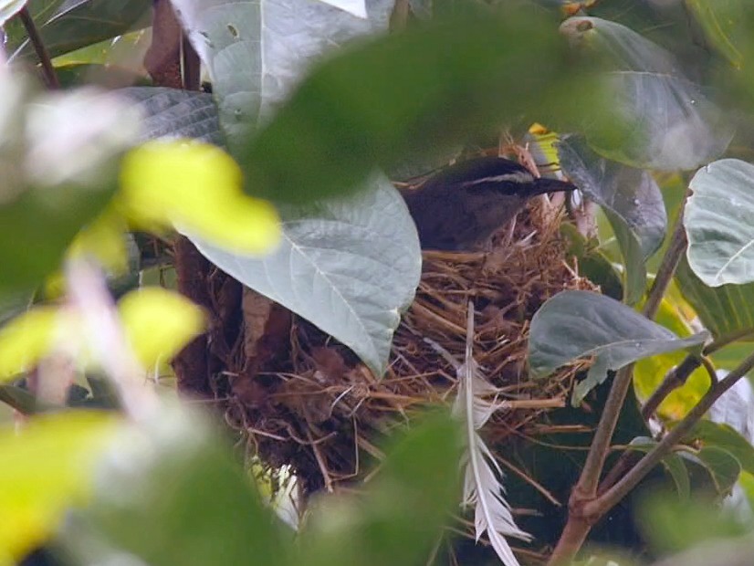 Palani Laughingthrush - eBird