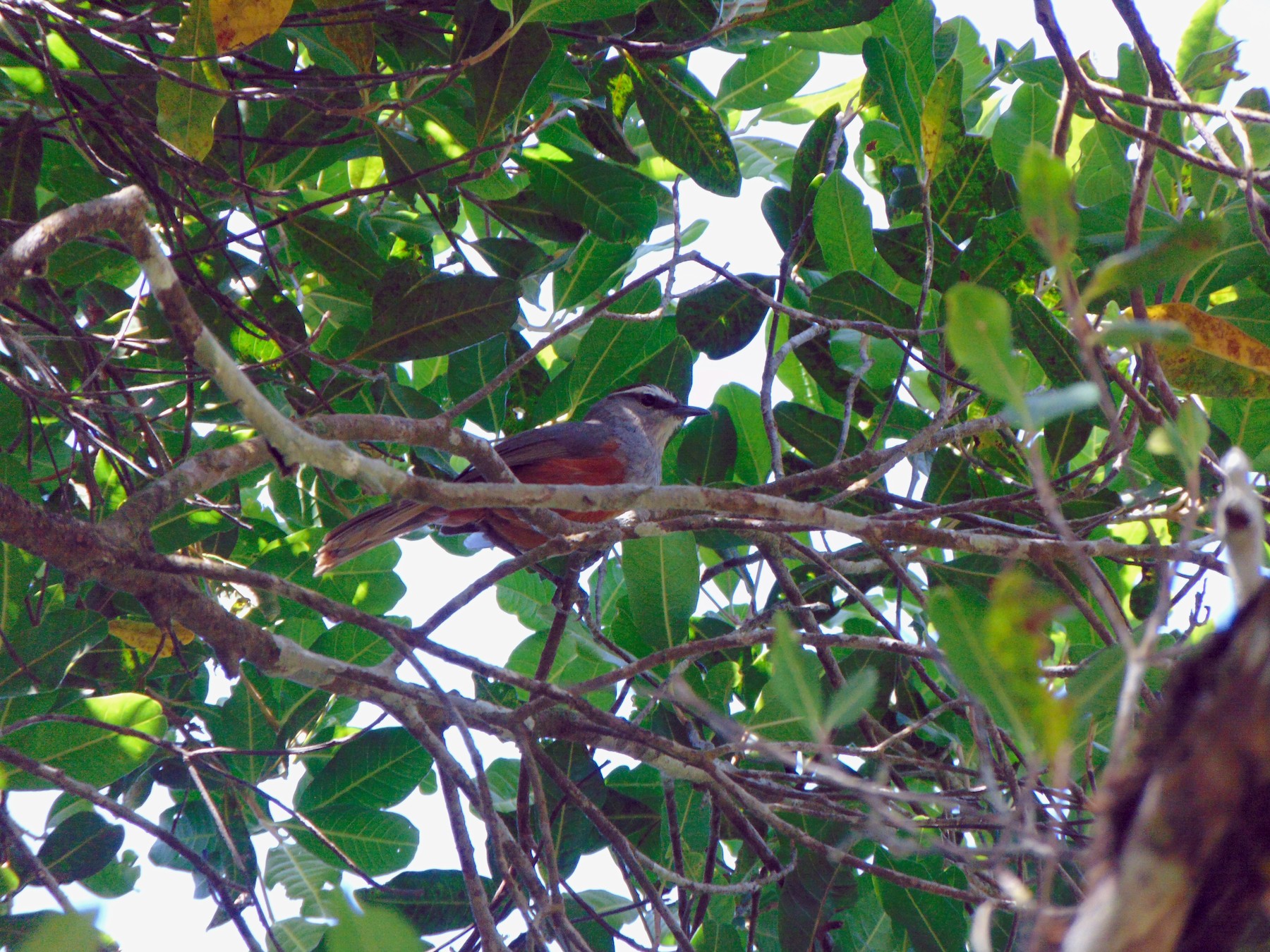 Palani Laughingthrush (Palani Chilappan) - eBird