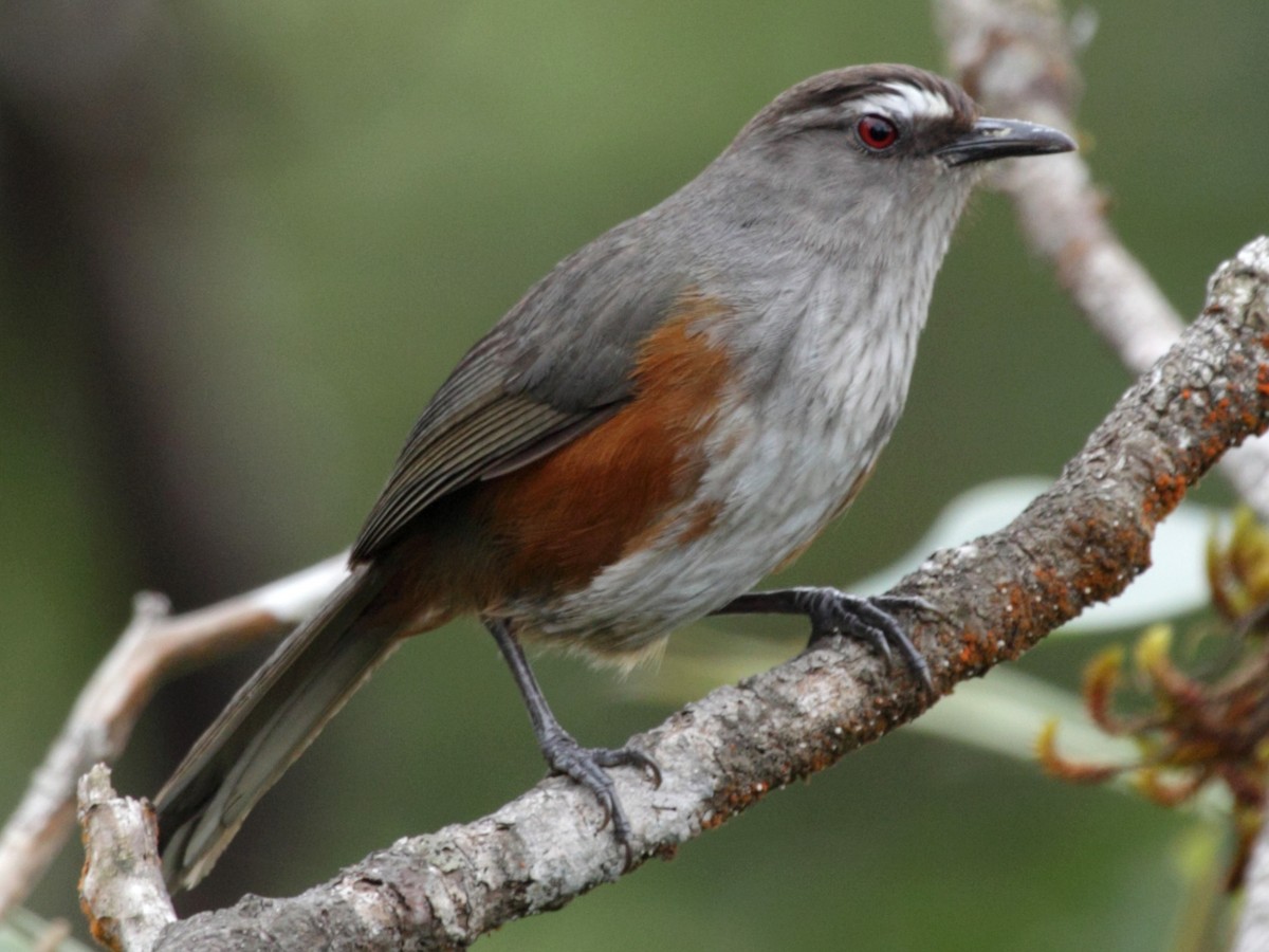 Ashambu Laughingthrush - Montecincla meridionalis - Birds of the World