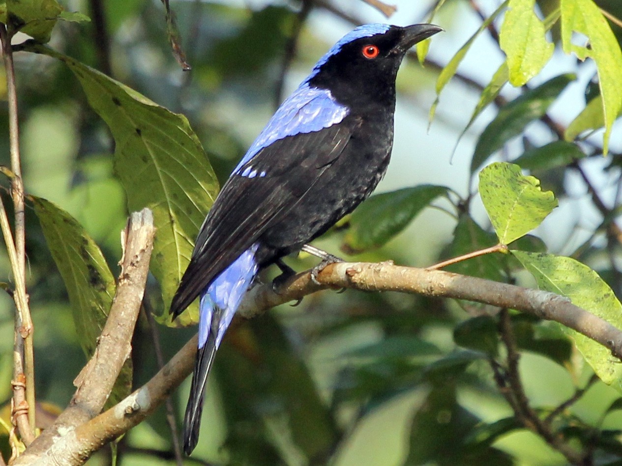 Asian Fairy-bluebird - eBird