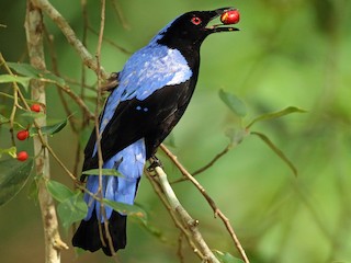 Asian Fairy Bluebird Thailand, Kaeng Krachan, Asian Fairy Bluebird On