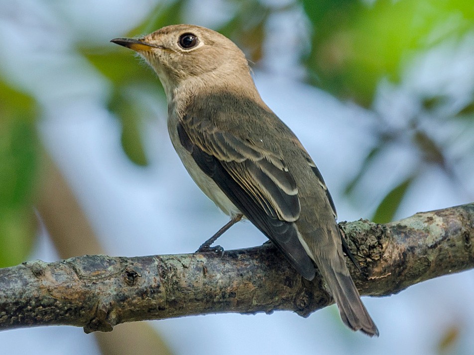 Asian Brown Flycatcher - eBird