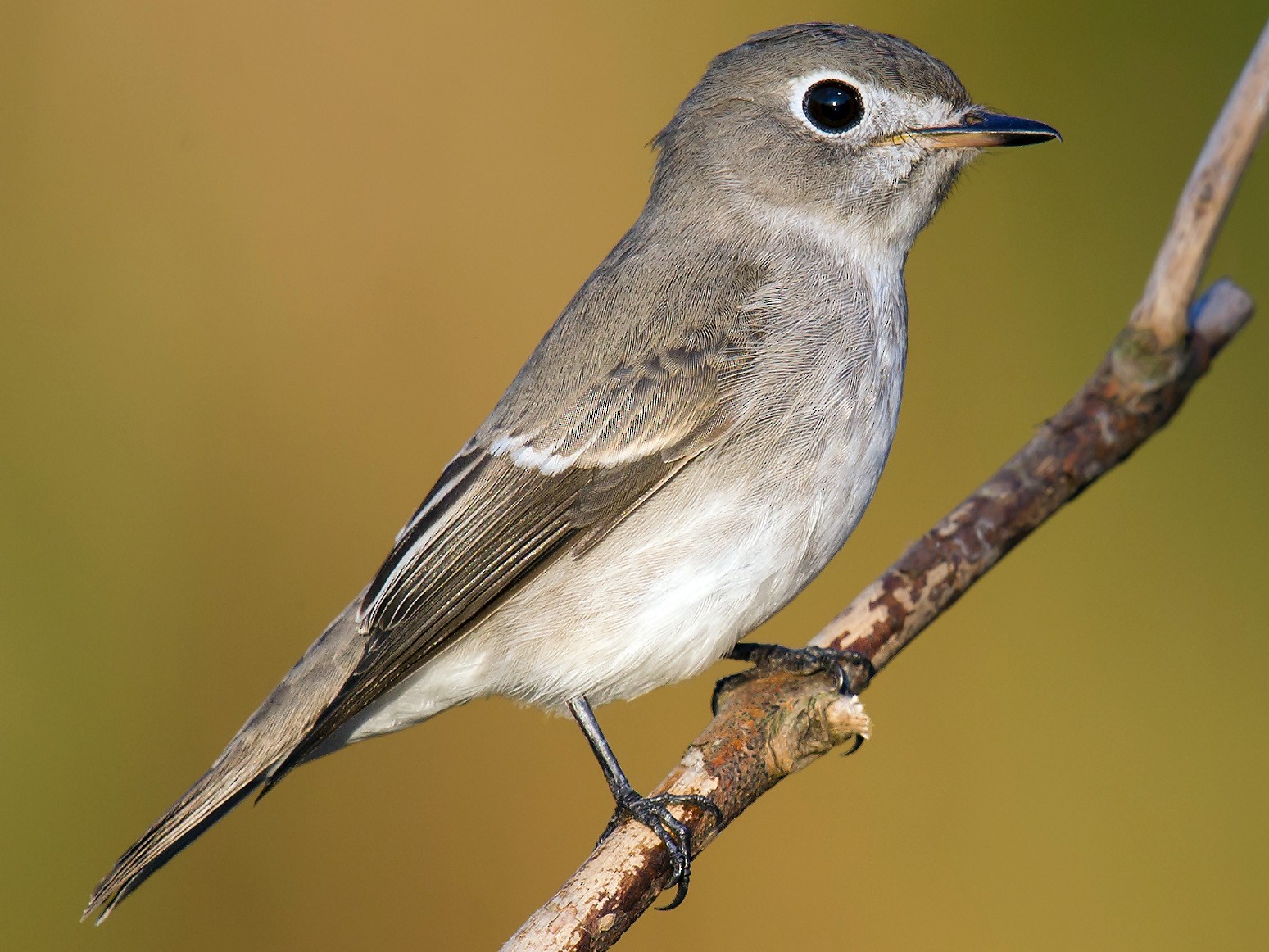 Asian Brown Flycatcher - eBird