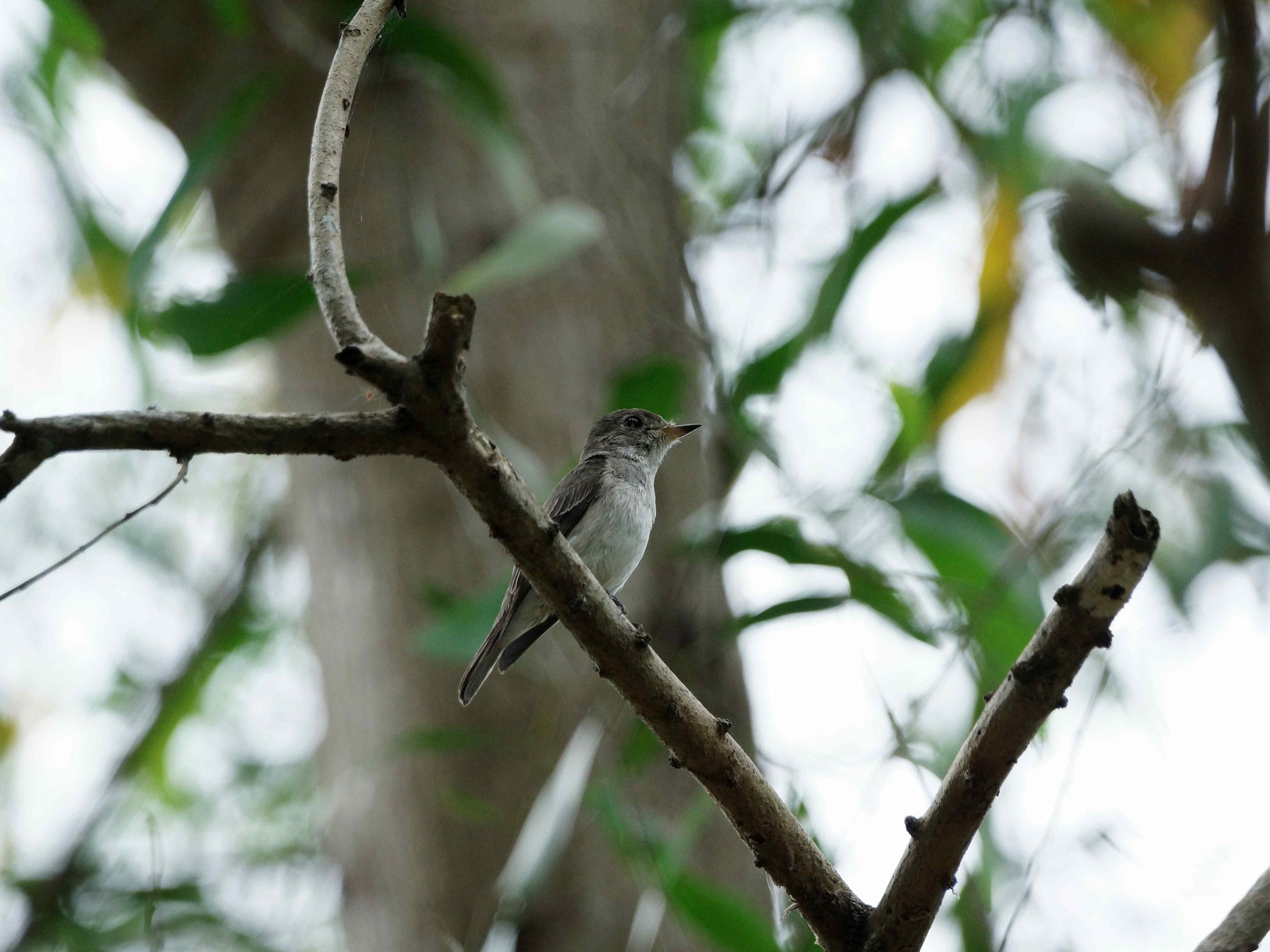 Asian Brown Flycatcher - eBird