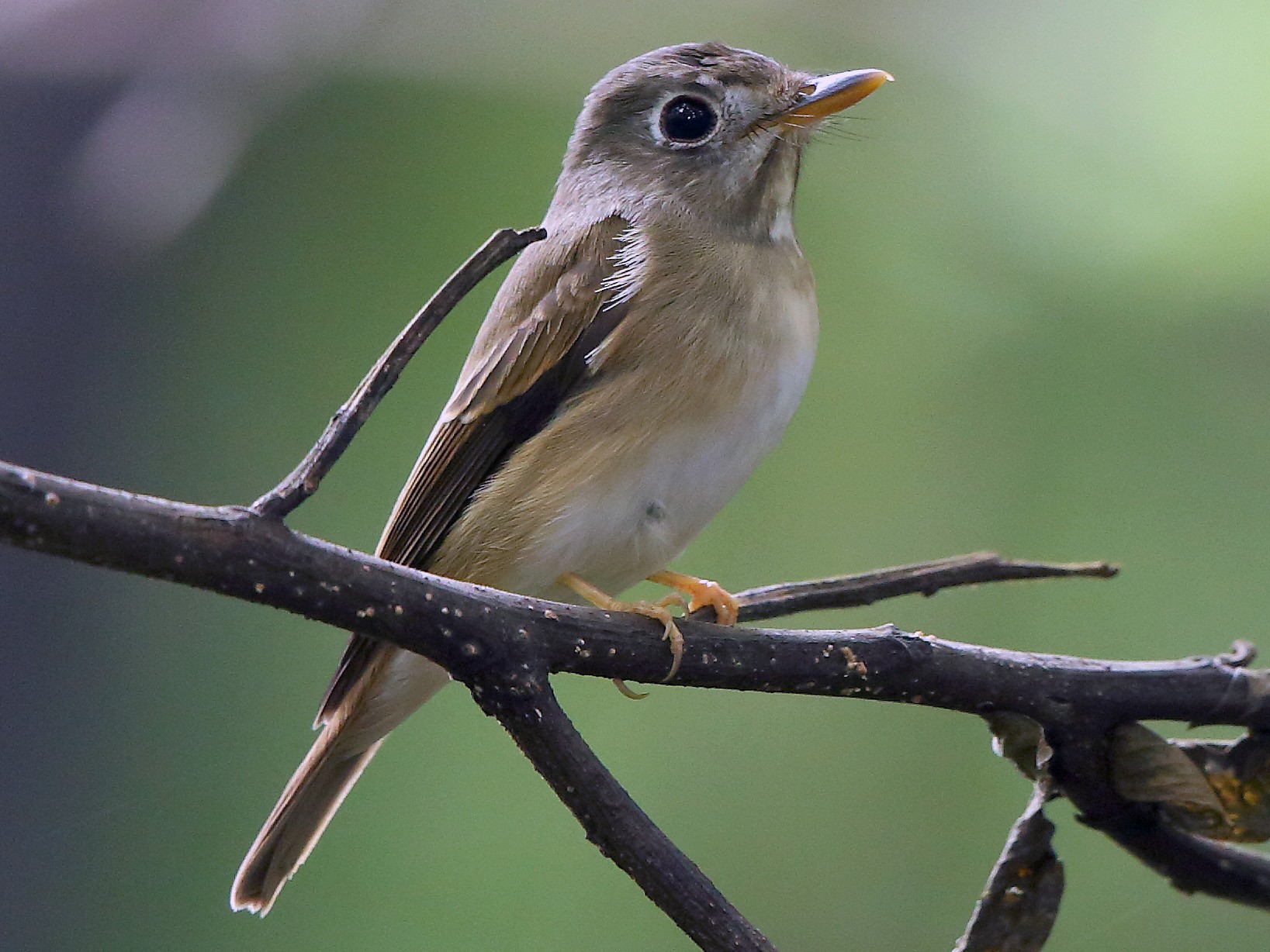 Brown-breasted Flycatcher - eBird