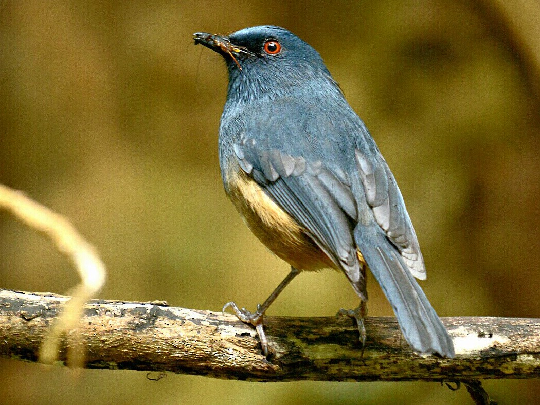 Nilgiri Sholakili - eBird