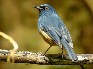 Nilgiri Blue Robin - eBird