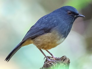Nilgiri Sholakili - eBird
