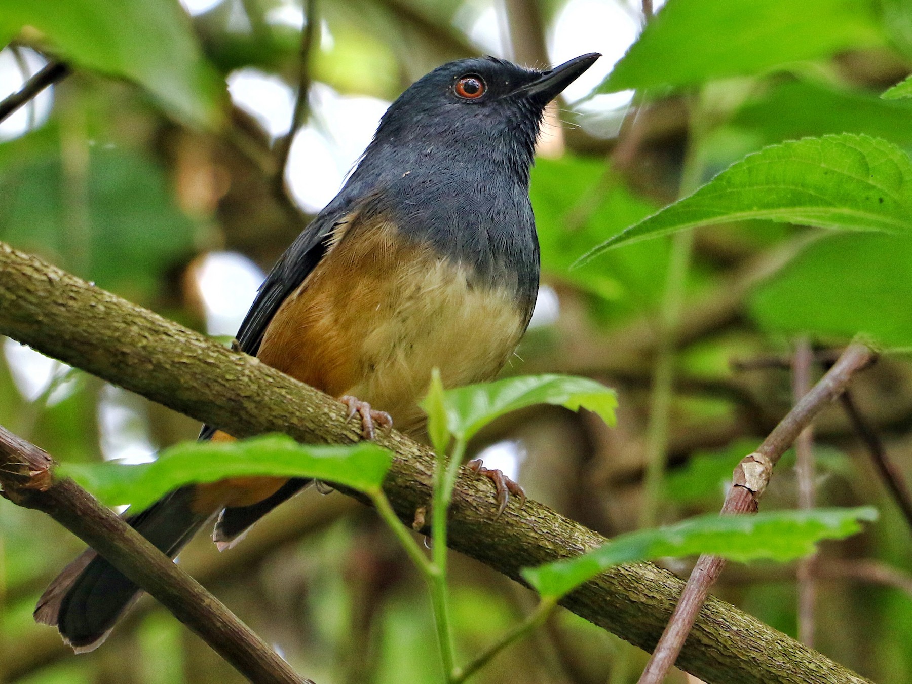Nilgiri Sholakili - eBird