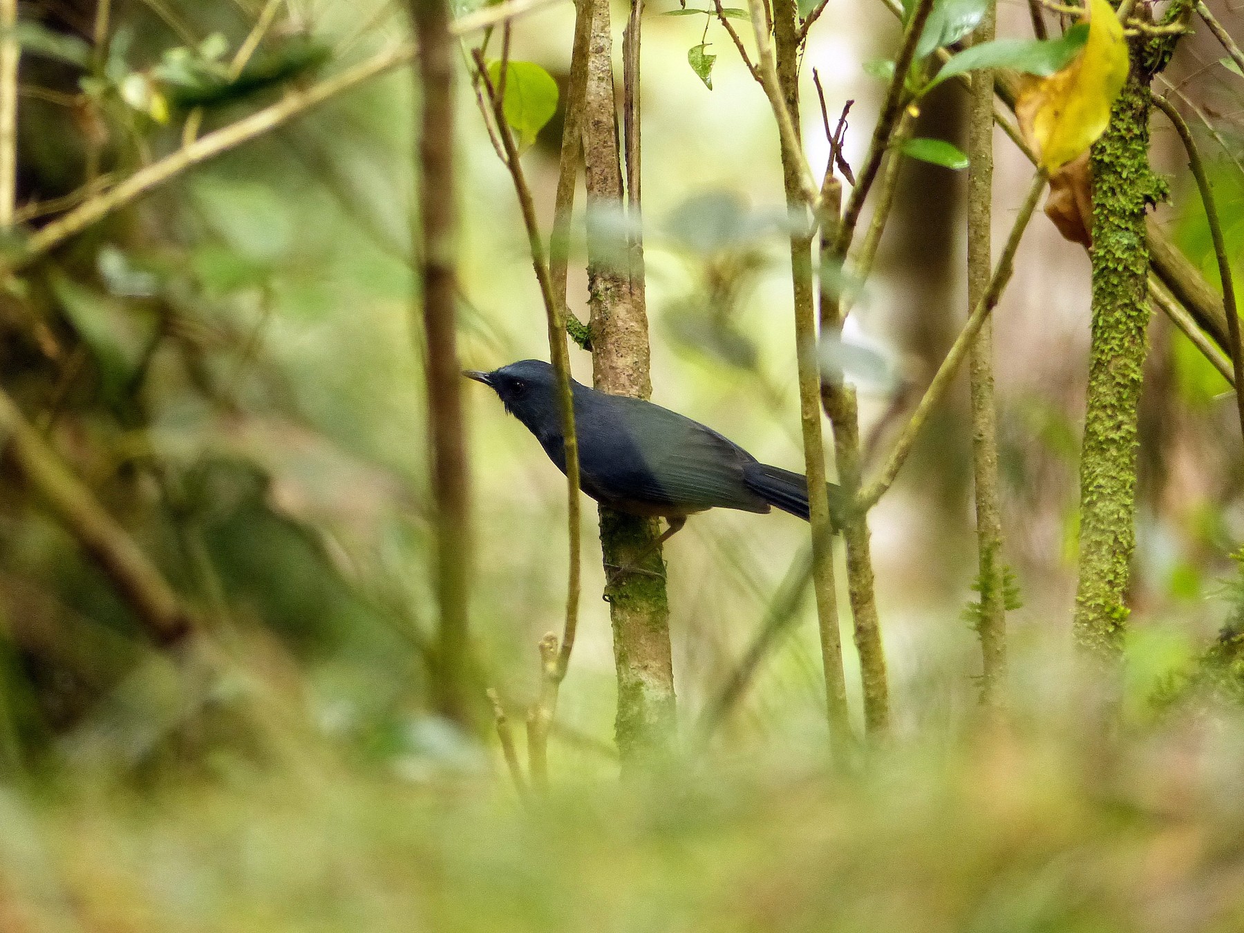 Nilgiri Sholakili - eBird