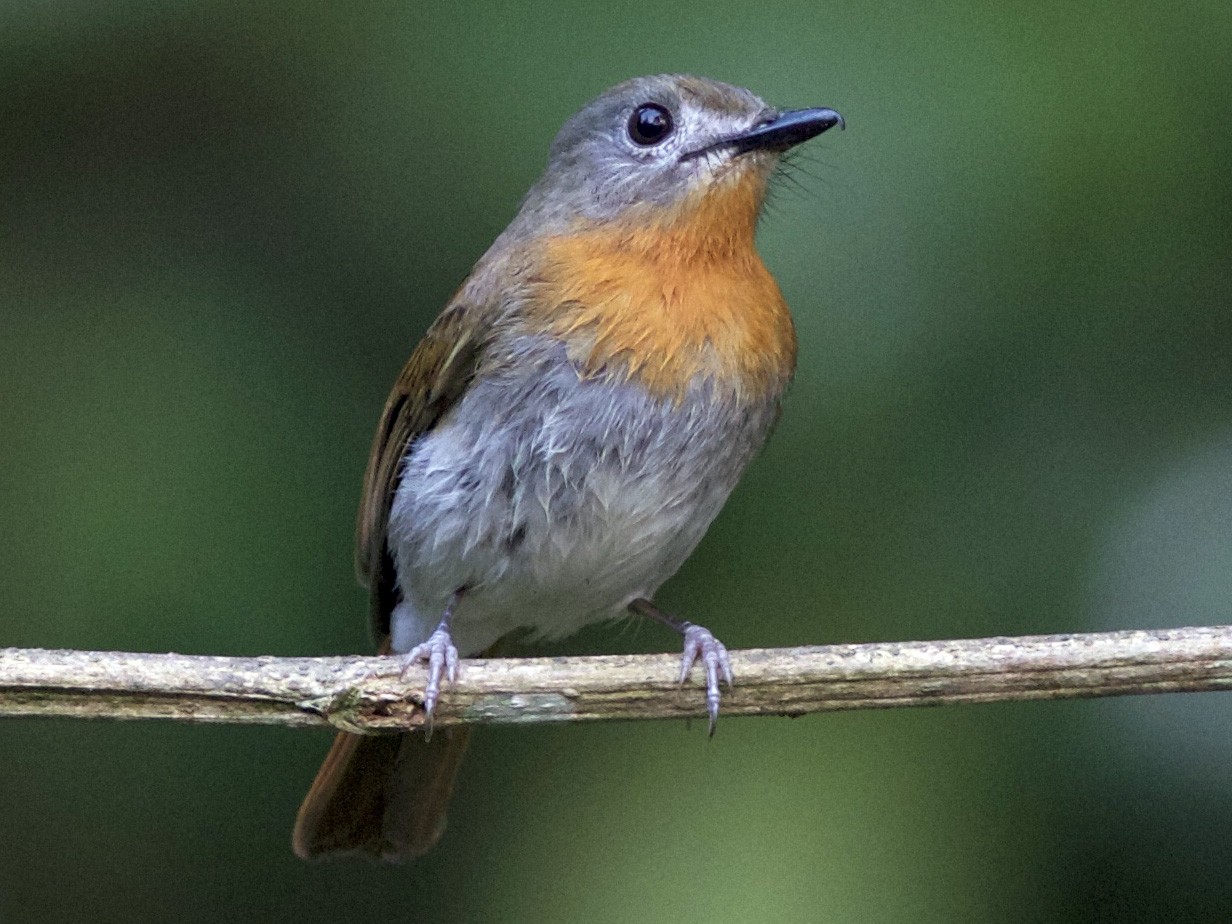 White-bellied Blue Flycatcher - eBird