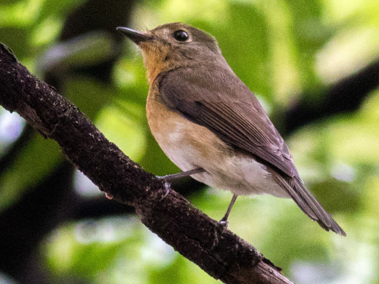 Blue-throated Blue Flycatcher - eBird