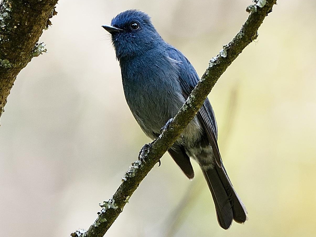 Nilgiri Flycatcher - eBird