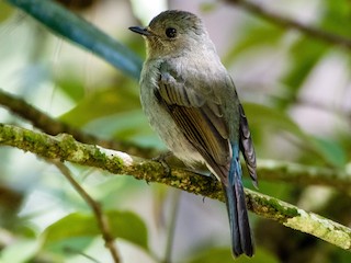 Nilgiri Flycatcher - eBird