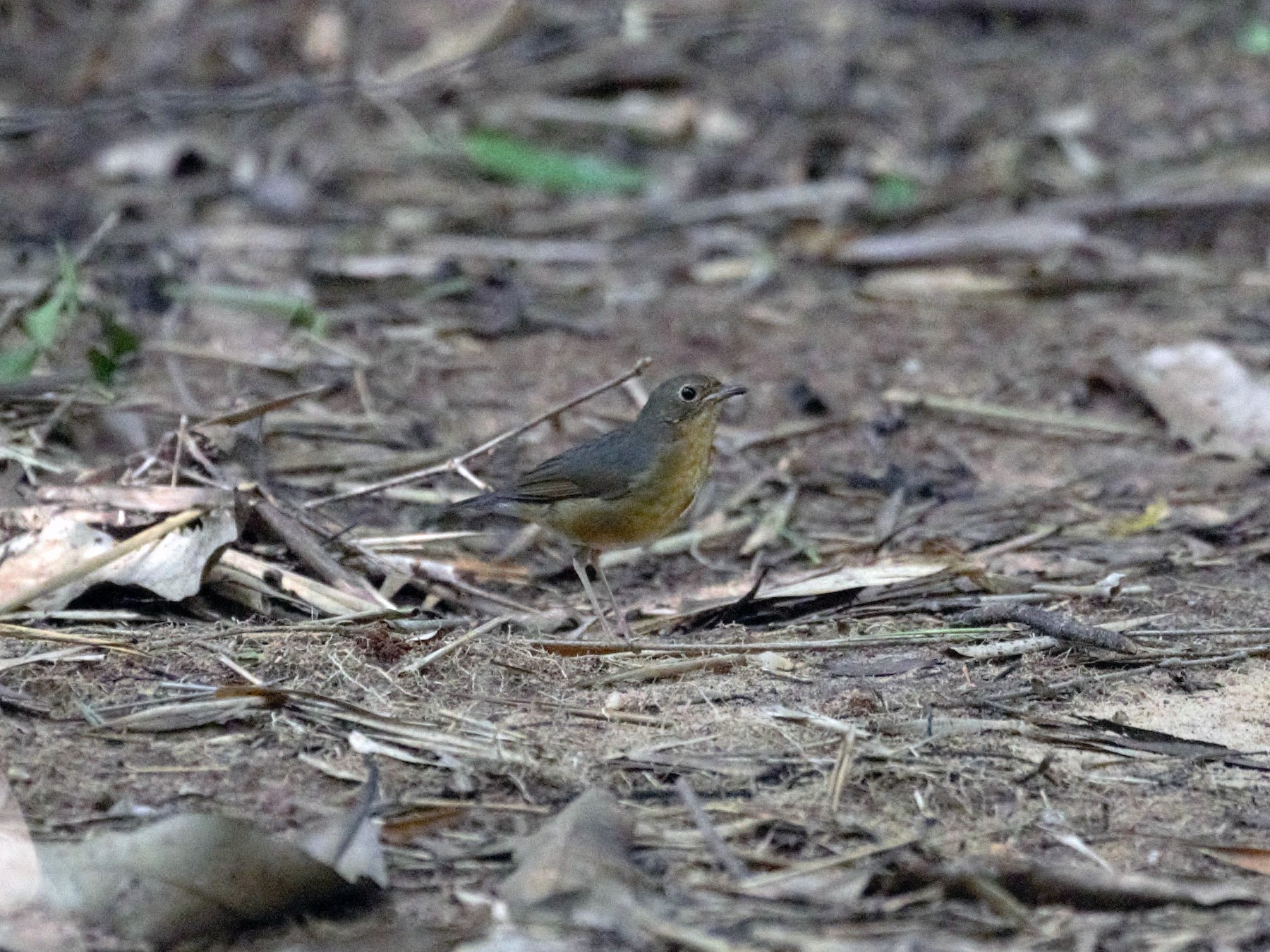 Indian Blue Robin - eBird