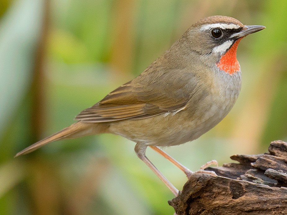 Siberian Rubythroat - Calliope calliope - Birds of the World